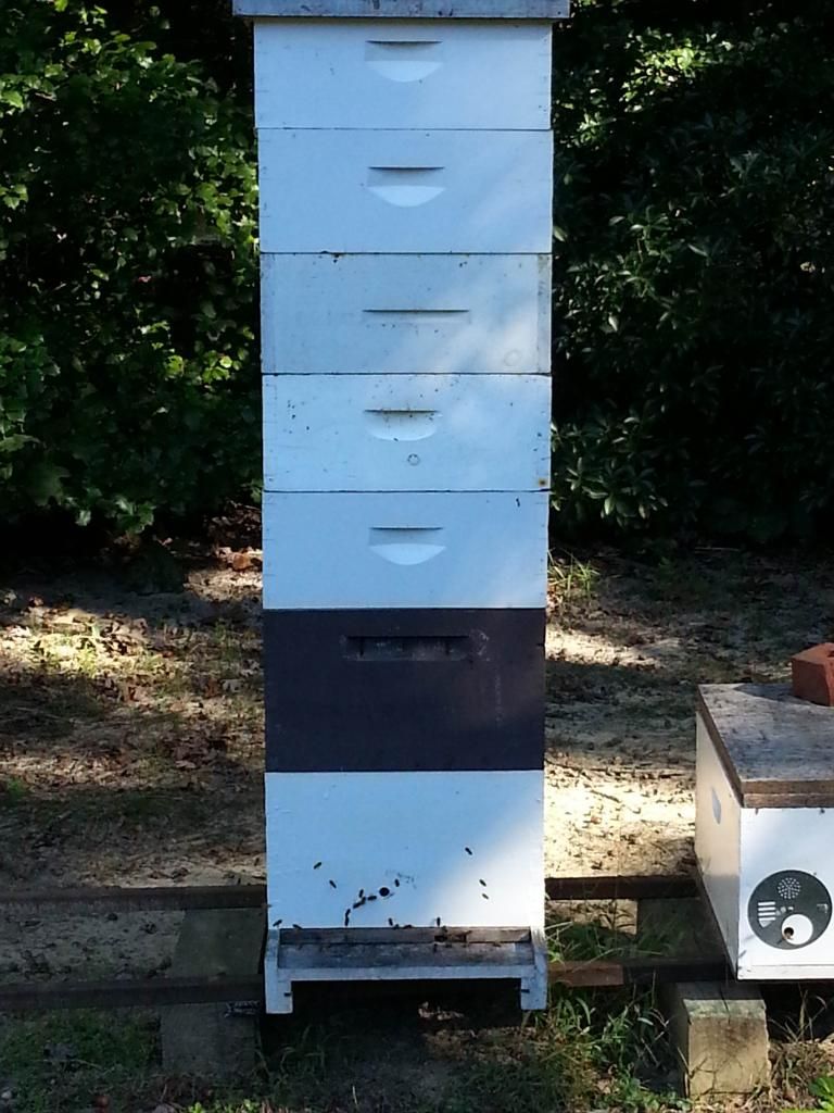 VSH bees and hybridization | Beesource Beekeeping Forums