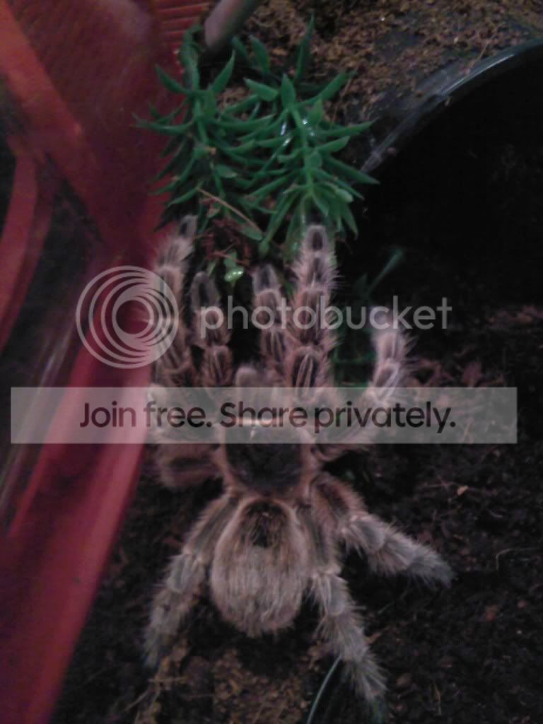 Evil Tarantula | Reptile Forums