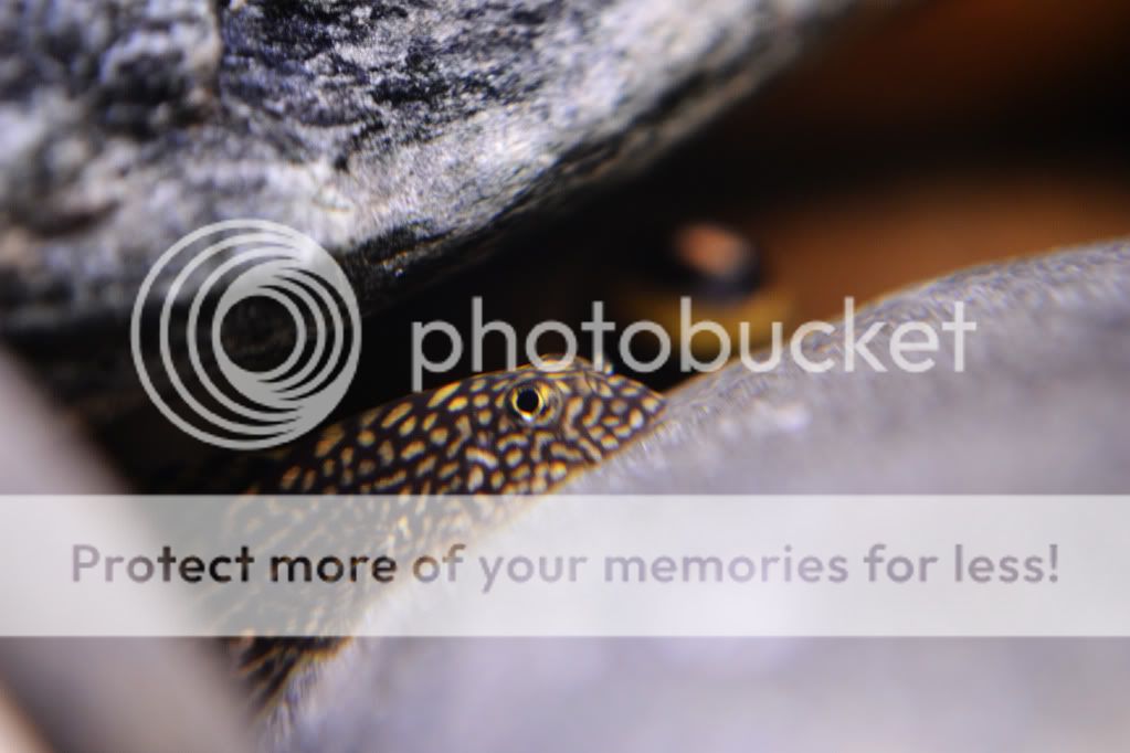 Reticulated Hillstream Loach (sewellia lineolata) | AquariaCentral.com