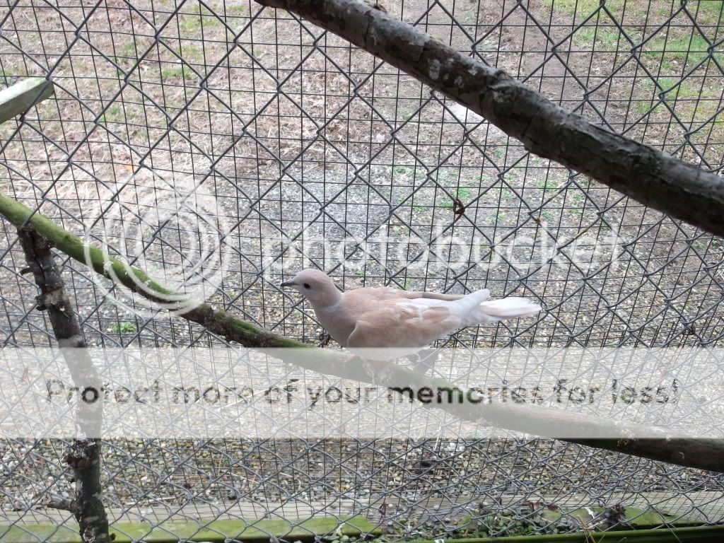 The long road to tame friendly doves? | Page 3 | Pigeon-Talk